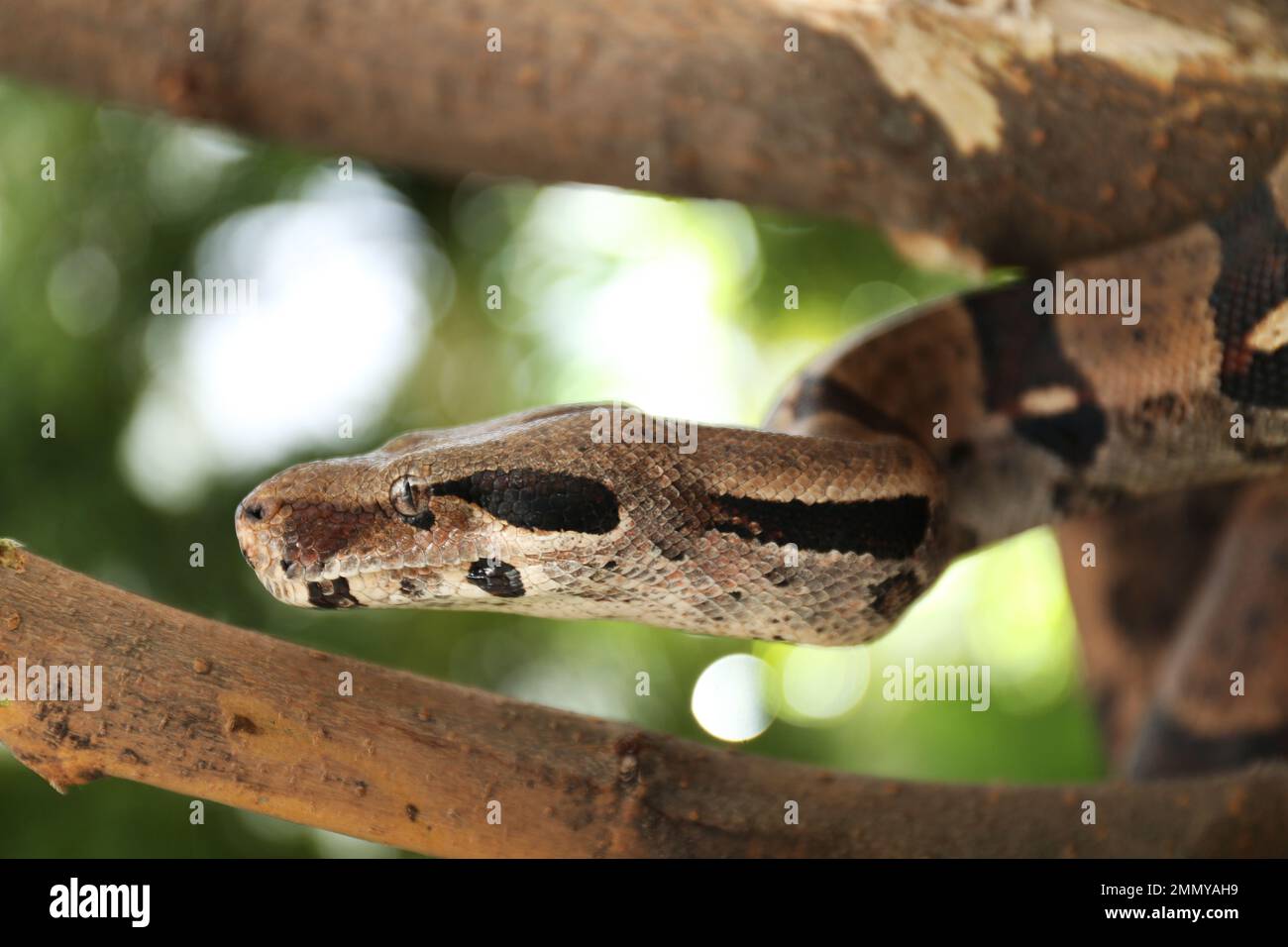 Brown boa constrictor on hi-res stock photography and images - Alamy