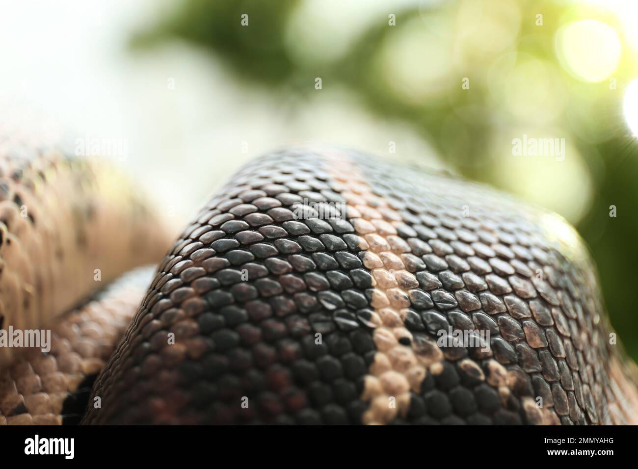 Brown boa constrictor outdoors, closeup. Exotic snake Stock Photo - Alamy