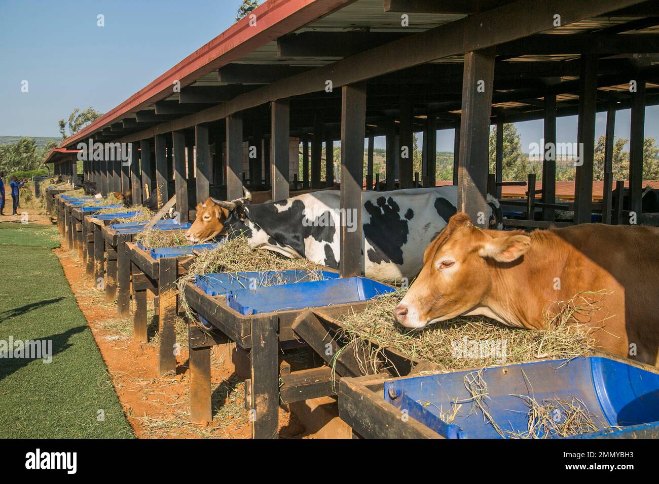 Friesian cows that were given on Tuesday July 24, 2018, to the ...