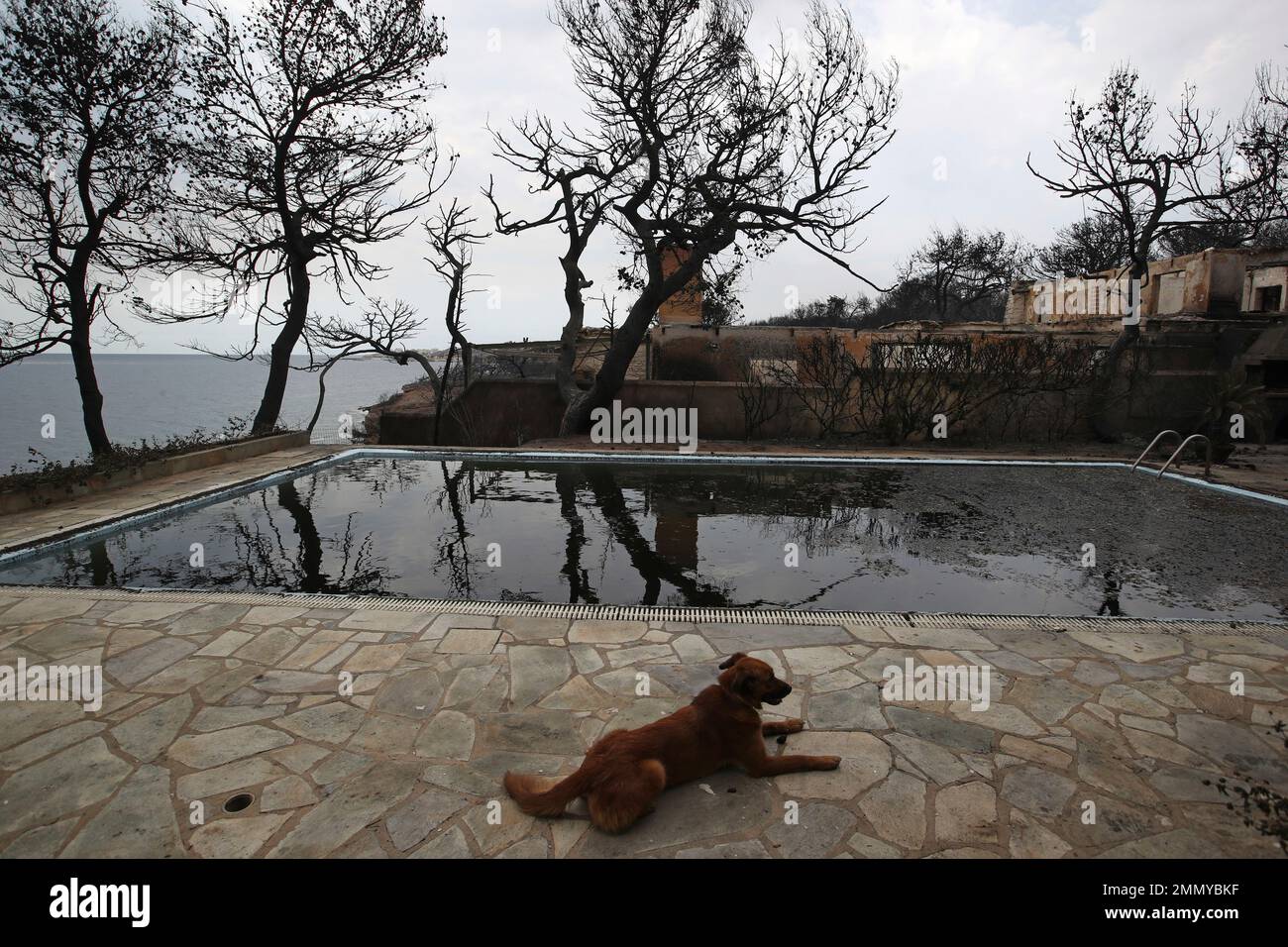A dog sits near a swimming pool overlooked by fire-damaged trees at a ...