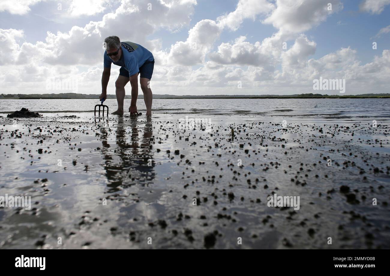 Steve Koelbel, of Duxbury, Mass., uses a quahog fork to dig for quahogs ...
