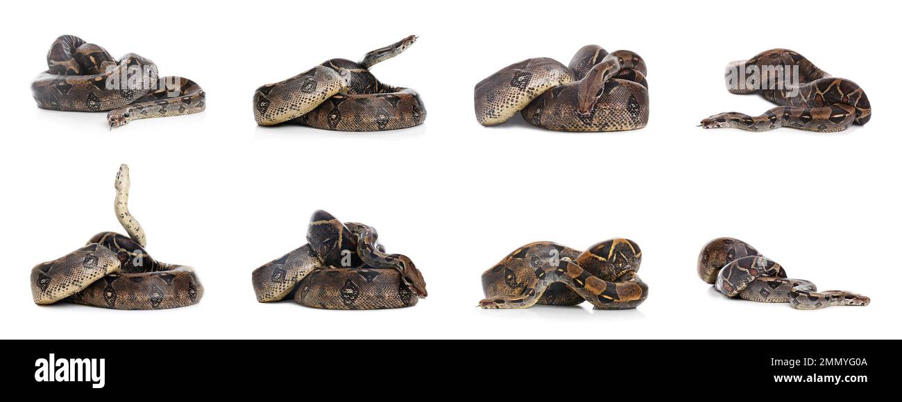 Photos of boa constrictor on white background, collage Stock Photo - Alamy