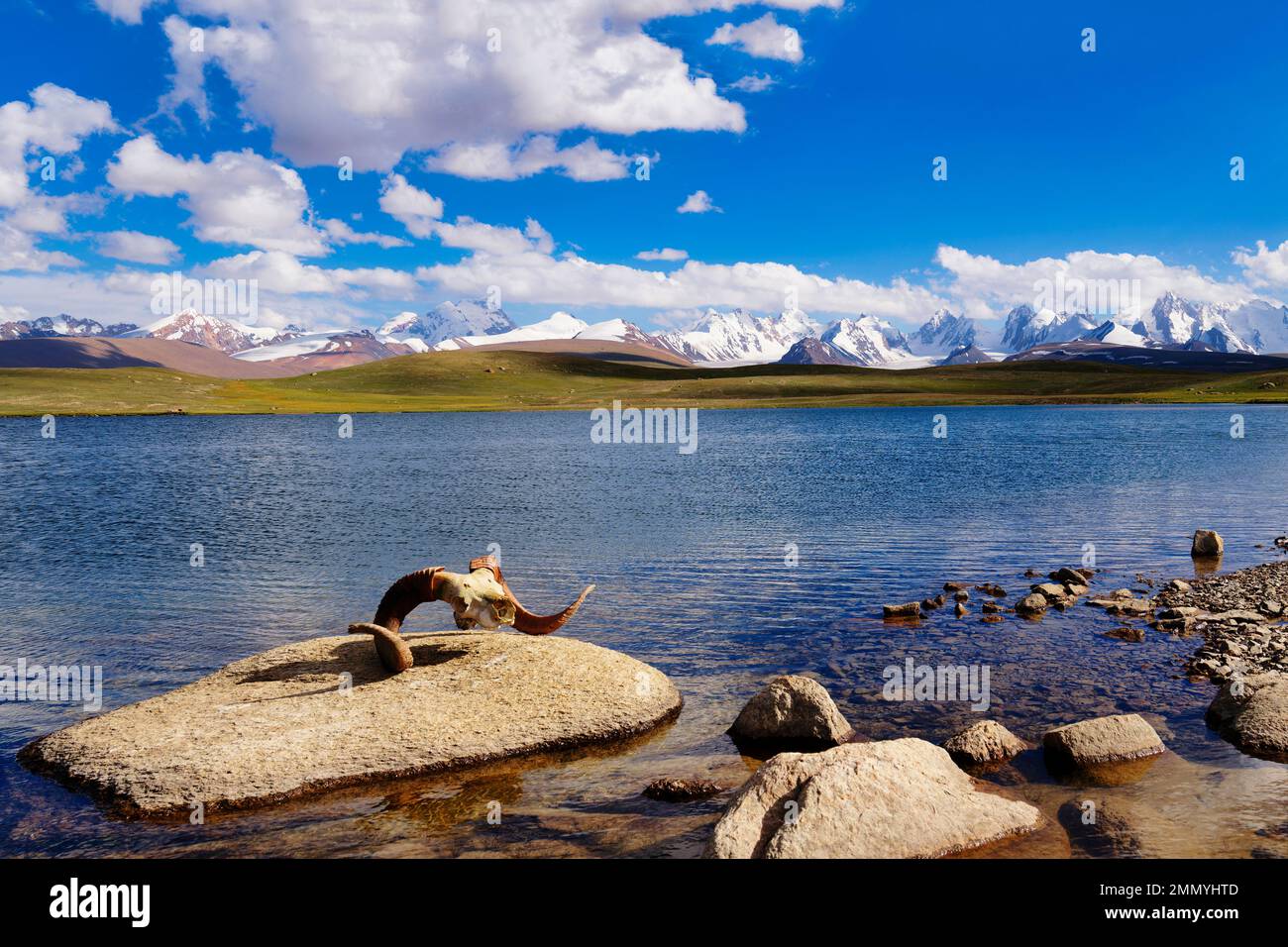 Marco Polo Agali skull, Dream Lake, Kakshaal Too mountains, Tien Shan ...