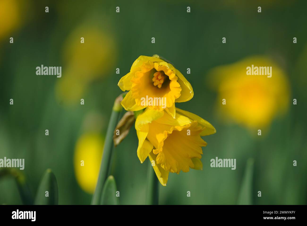 Daffodils starting to bloom in January bringing one of the early signs ...