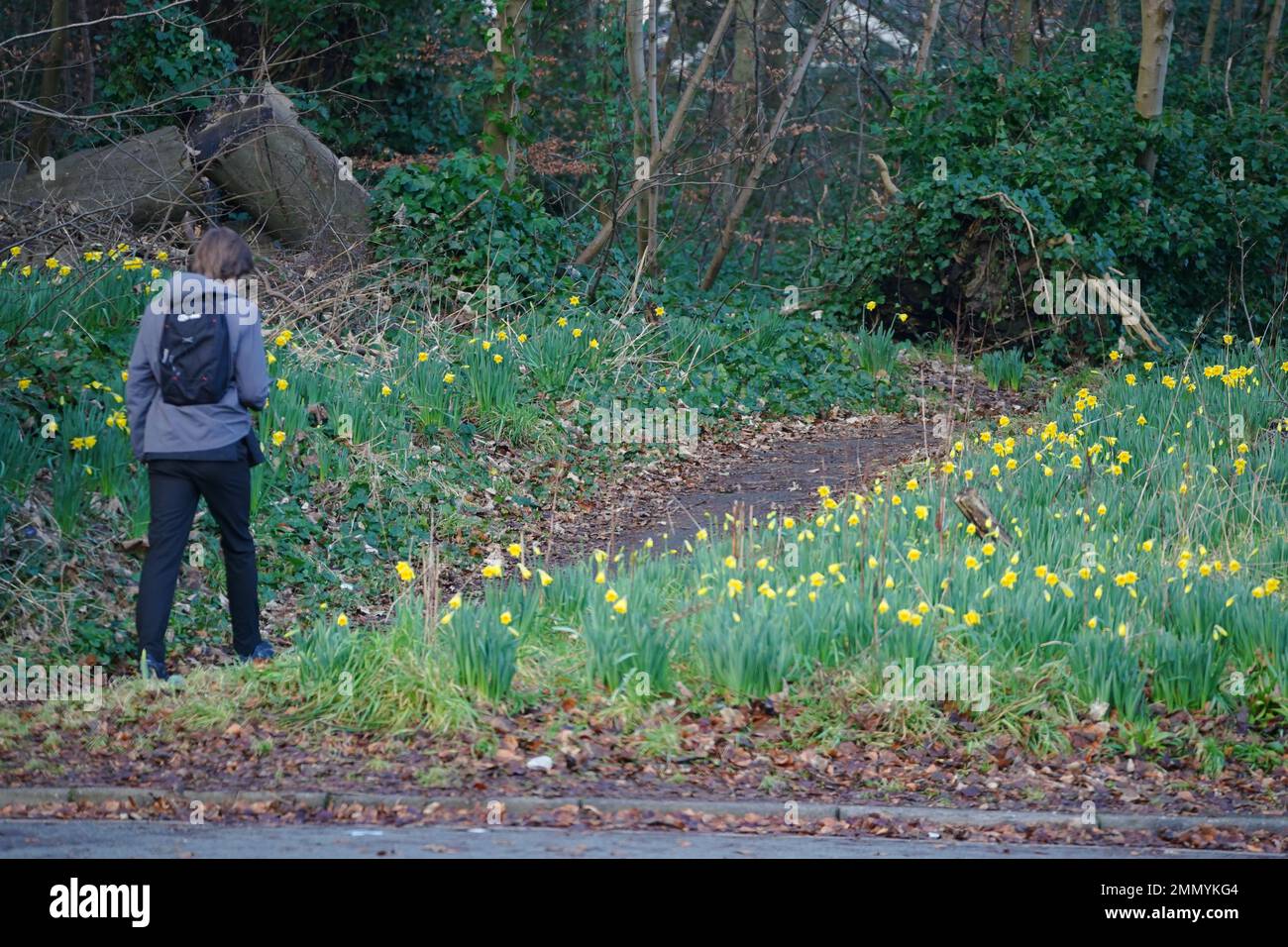 A man walks past a bed of daffodils starting to bloom in January ...