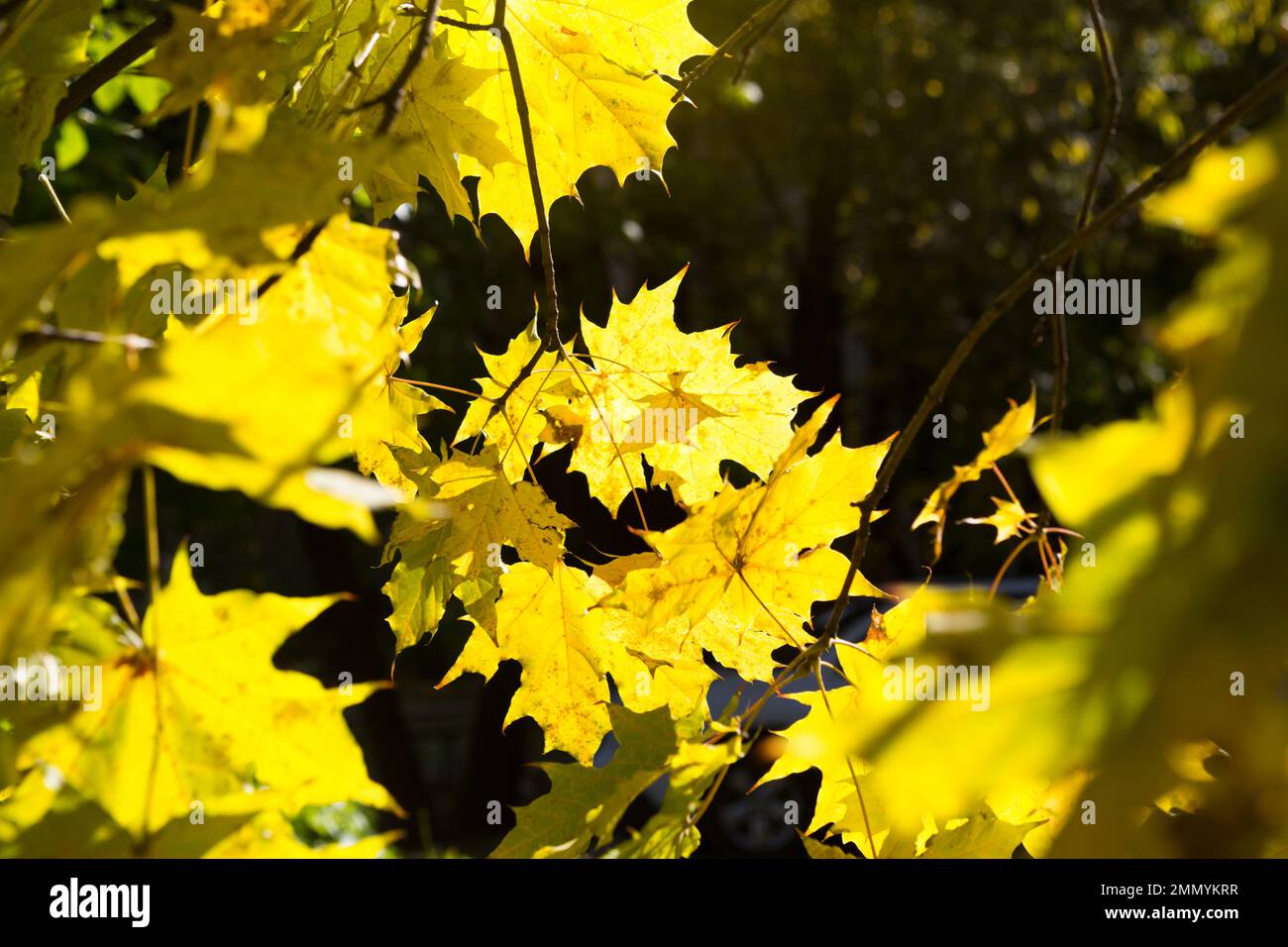 Yellow maple leaves on a tree - autumn mood, golden autumn, weather ...