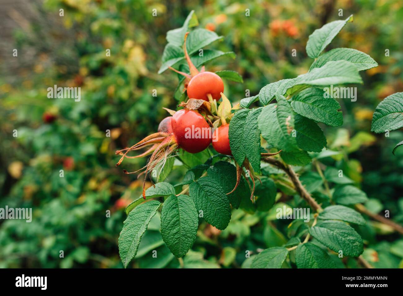 Rugosa rose hi-res stock photography and images - Alamy