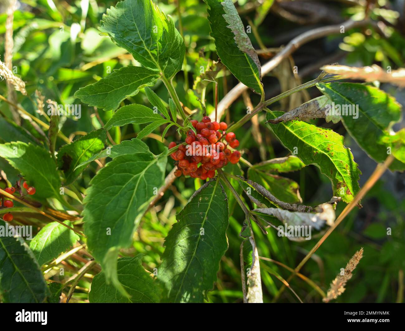 Berries growing tree forest berries hi-res stock photography and images ...