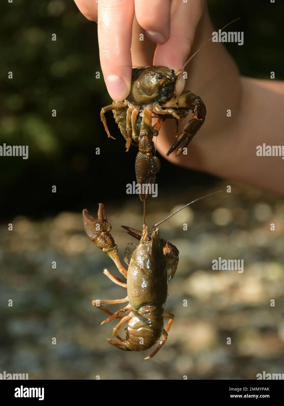 Crayfish in hand hi-res stock photography and images - Alamy