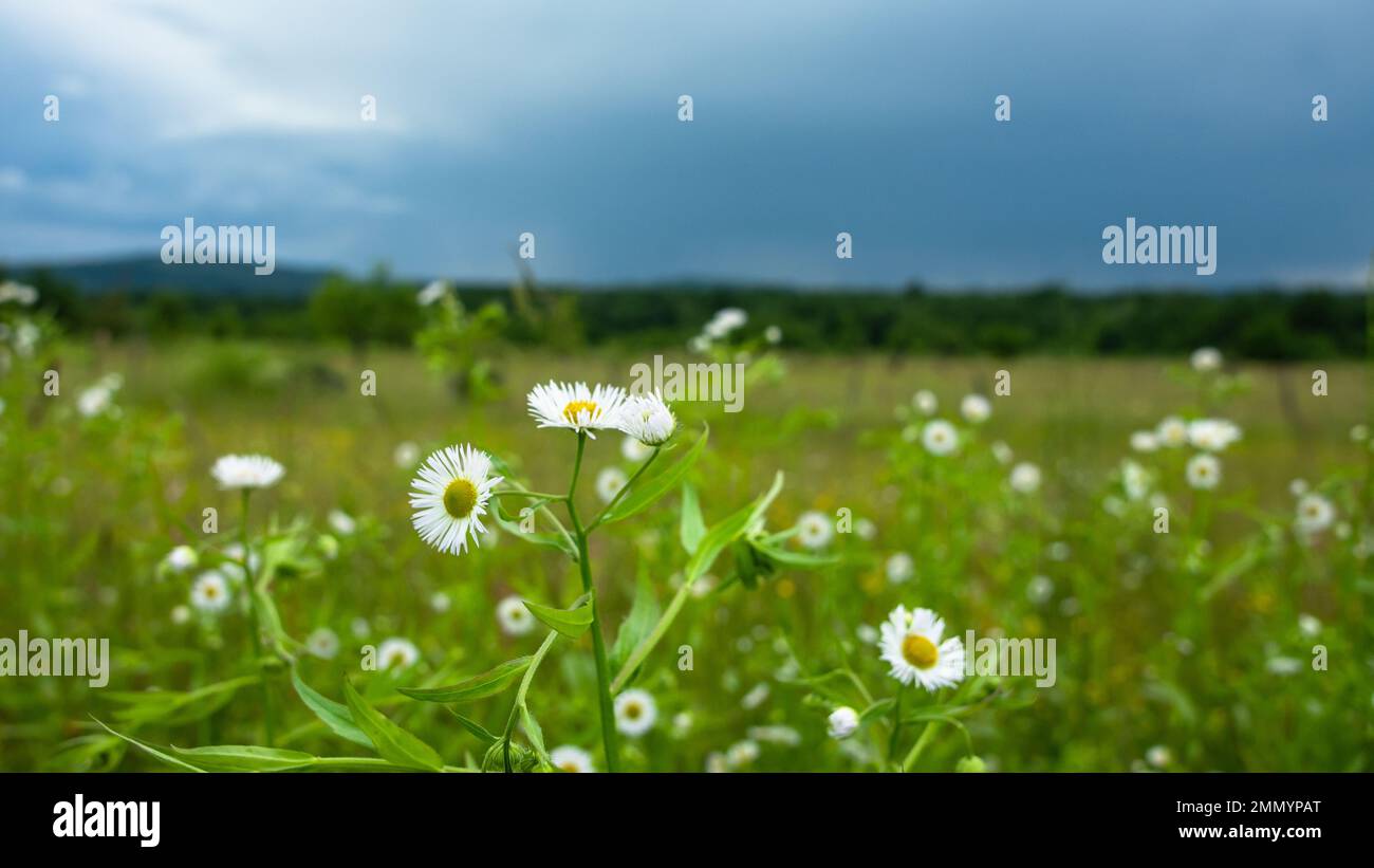 Rainy flower field hi-res stock photography and images - Alamy