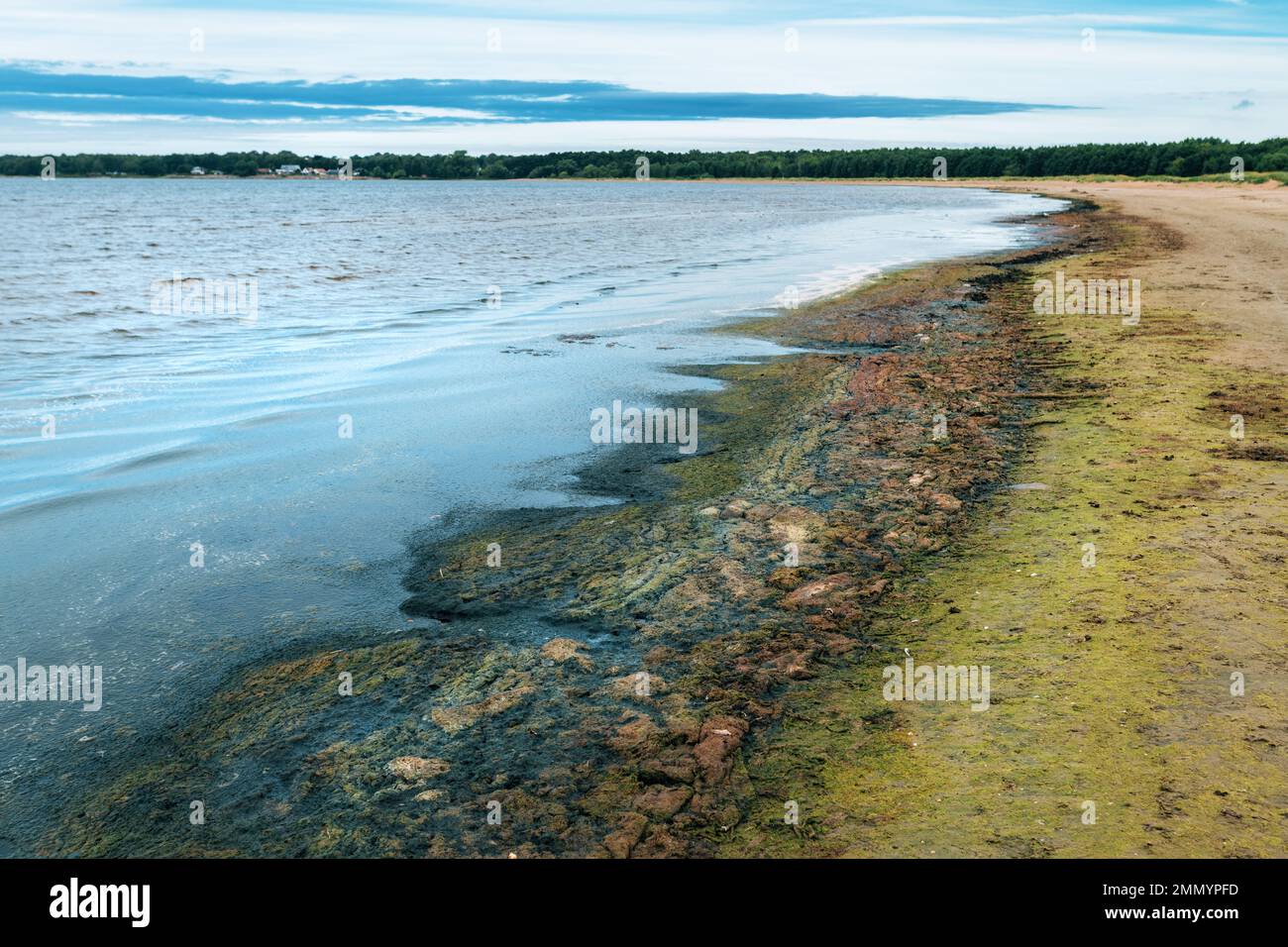 Green seagrass algae at the beach in Halmstad, Sweden Stock Photo - Alamy