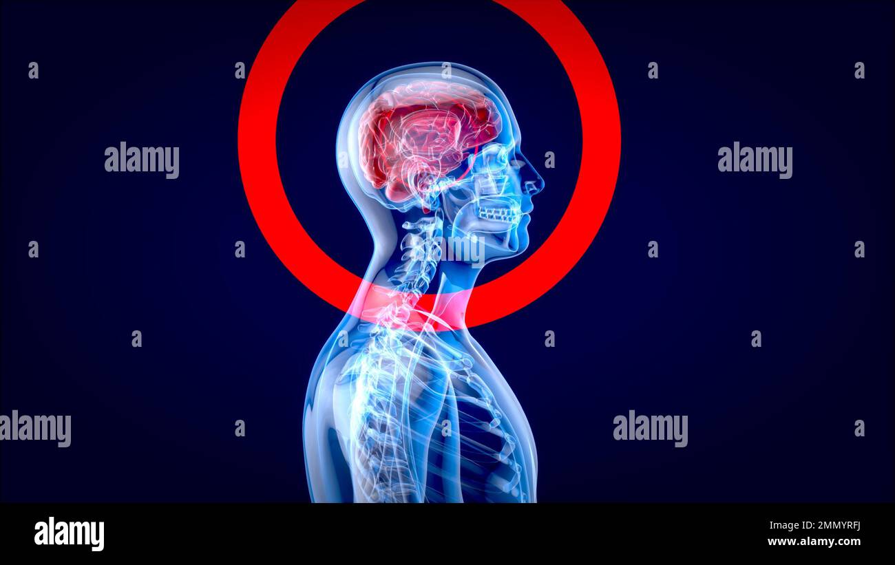 3D Anatomy concept of a Xray man Stock Photo - Alamy