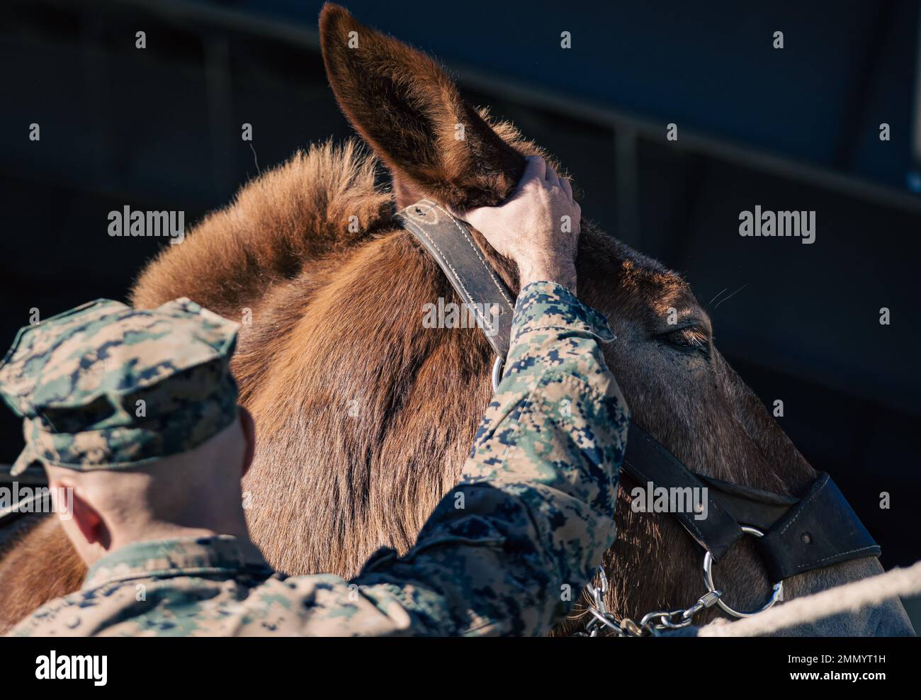 U.S. Marine Corps Staff Sgt. Ryan Bartolo, a mountain warfare ...