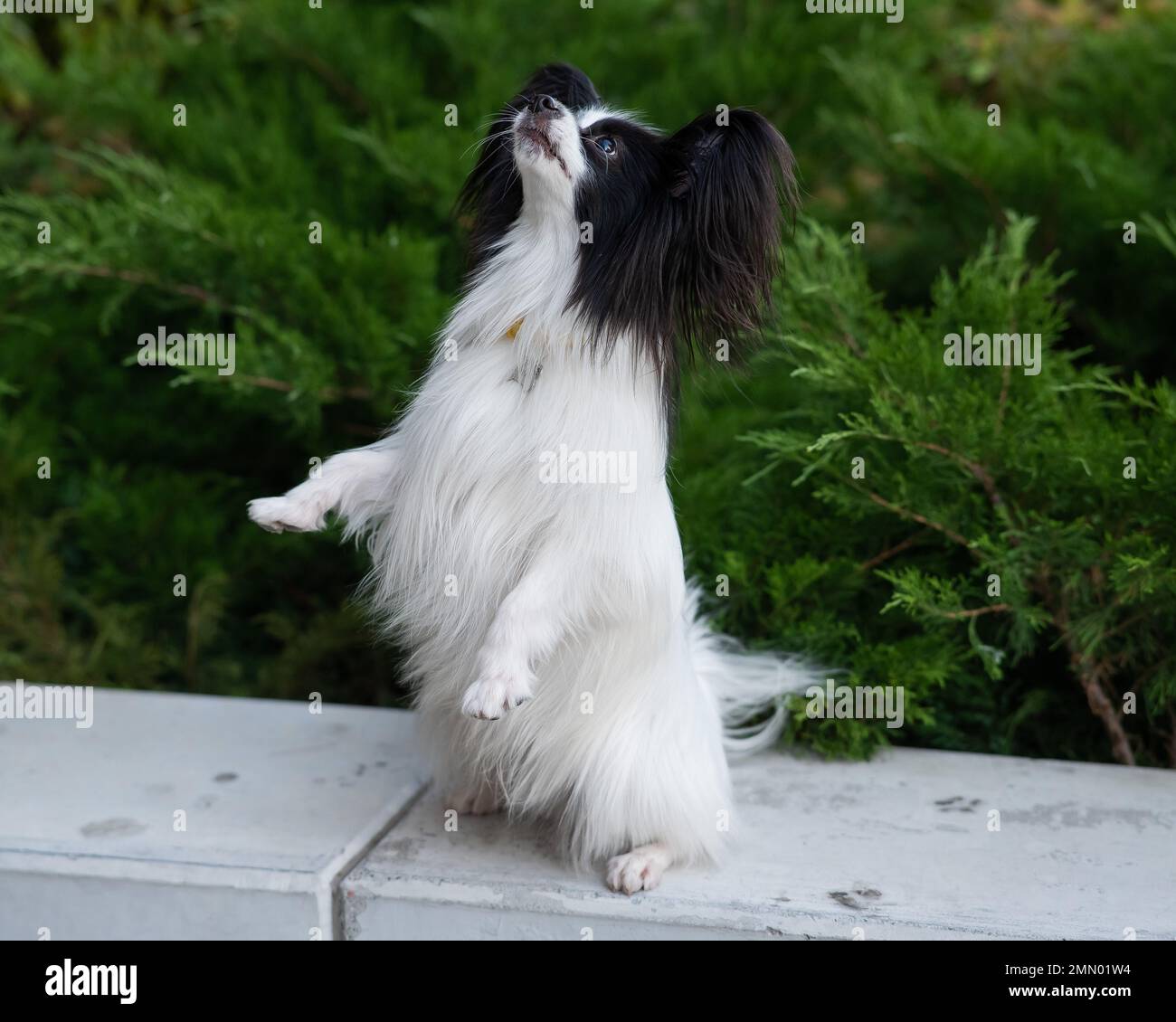 Papilion dog outdoors. Portrait of a black and white continental ...