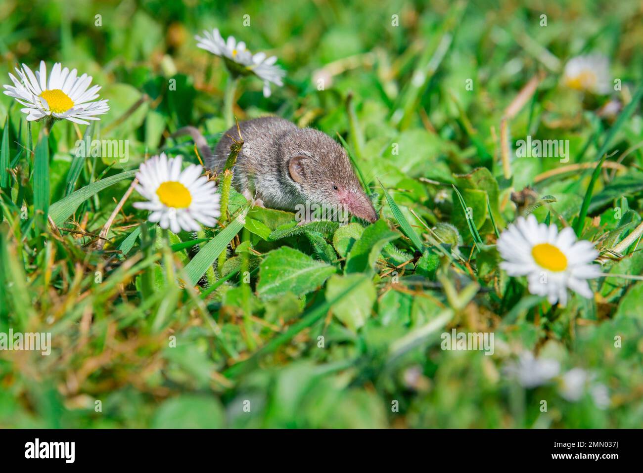 White toothed shrew hi-res stock photography and images - Alamy
