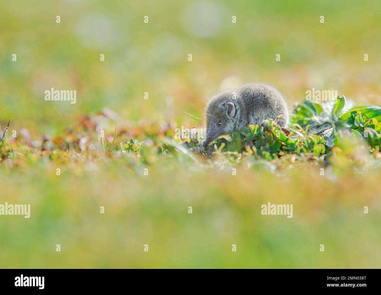 France, Maine et Loire, Erdre-en-Anjou, Lesser White-Toothed Shrew ...