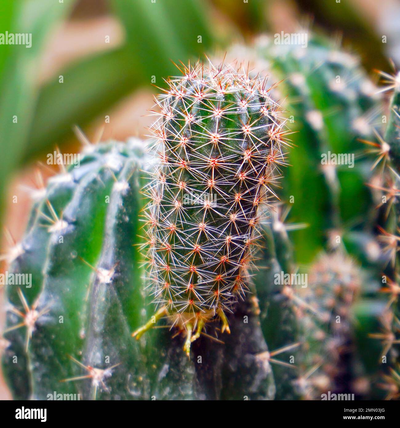 Echinopsis cactus with offshoots of babies or pups. Echinopsis ...