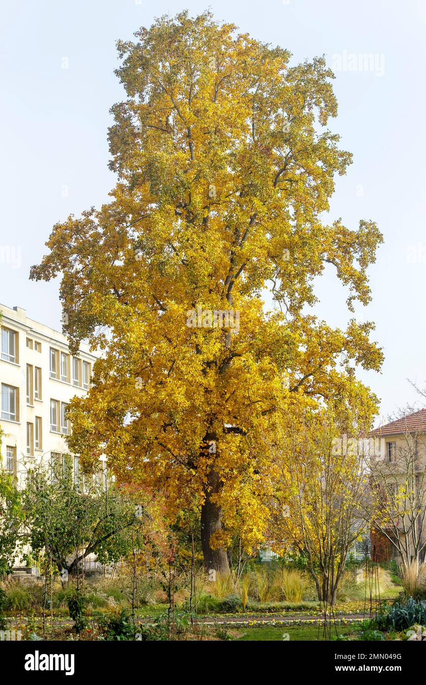 France, Meurthe et Moselle, Nancy, Dominique Alexandre Godron public ...