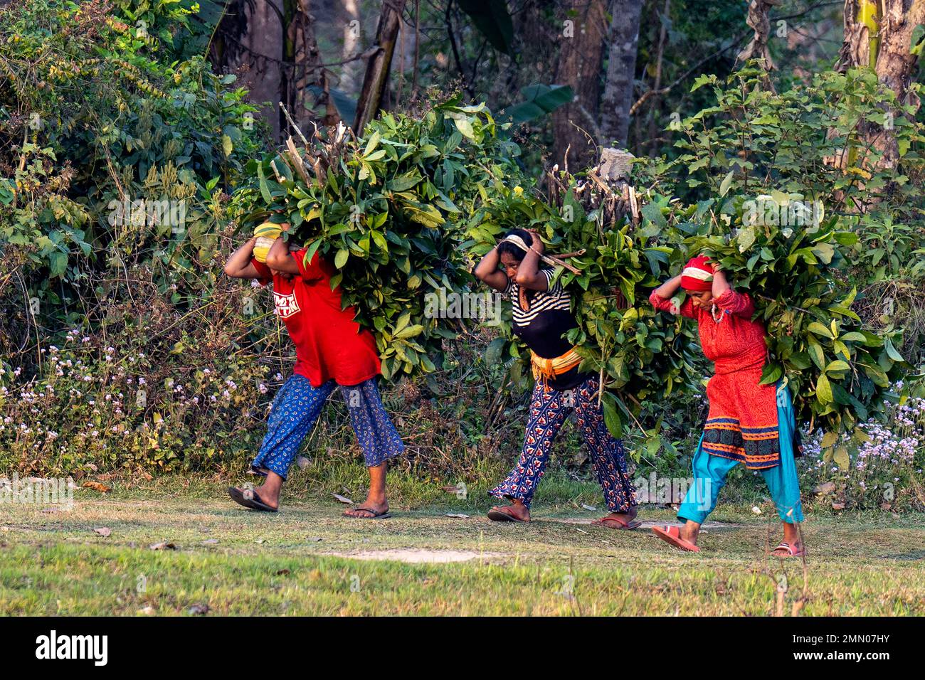 Nepal, Terai province, Tharu ethnic group, Barauli village Stock Photo ...