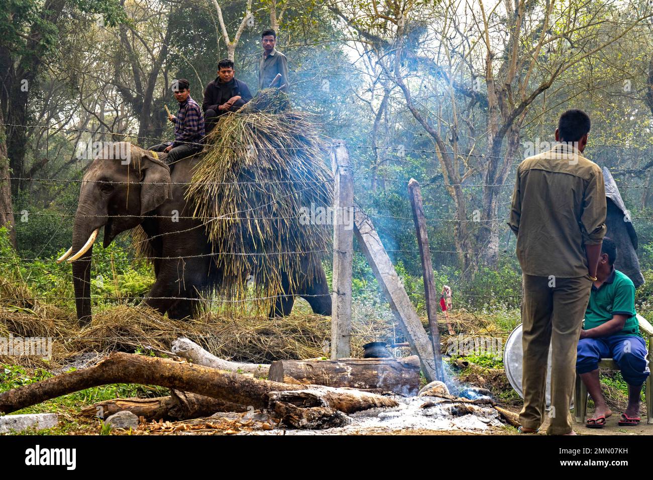 Nepal, Terai Province, Chitwan National Park Stock Photo - Alamy