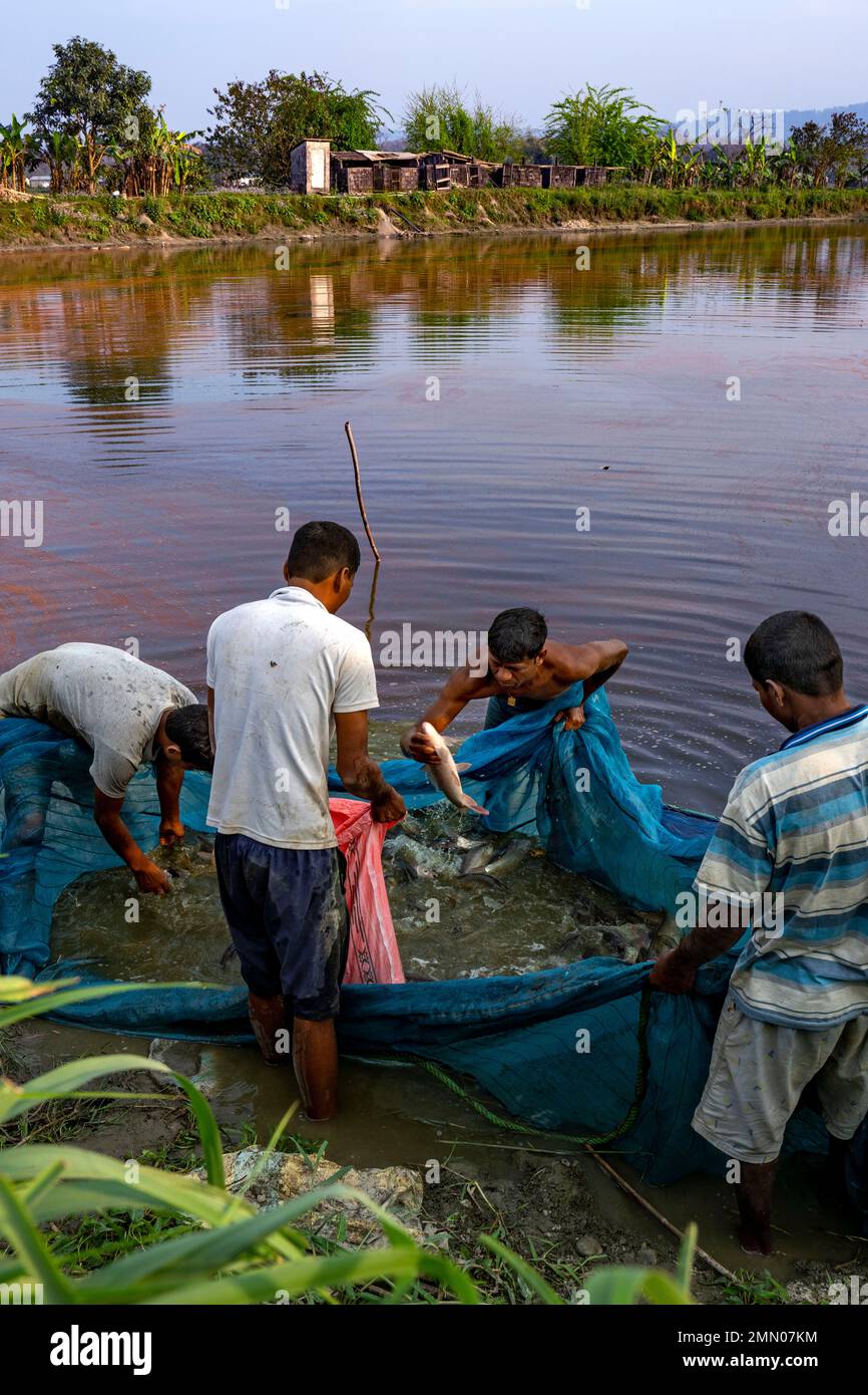 Nepal, Terai province, Tharu ethnic group, Barauli village, carp ...