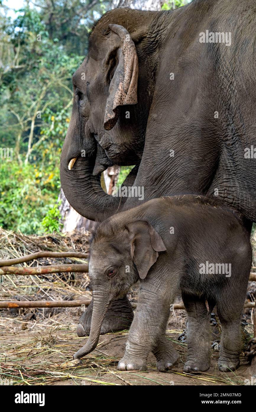 Nepal, Terai Province, Chitwan National Park Stock Photo - Alamy