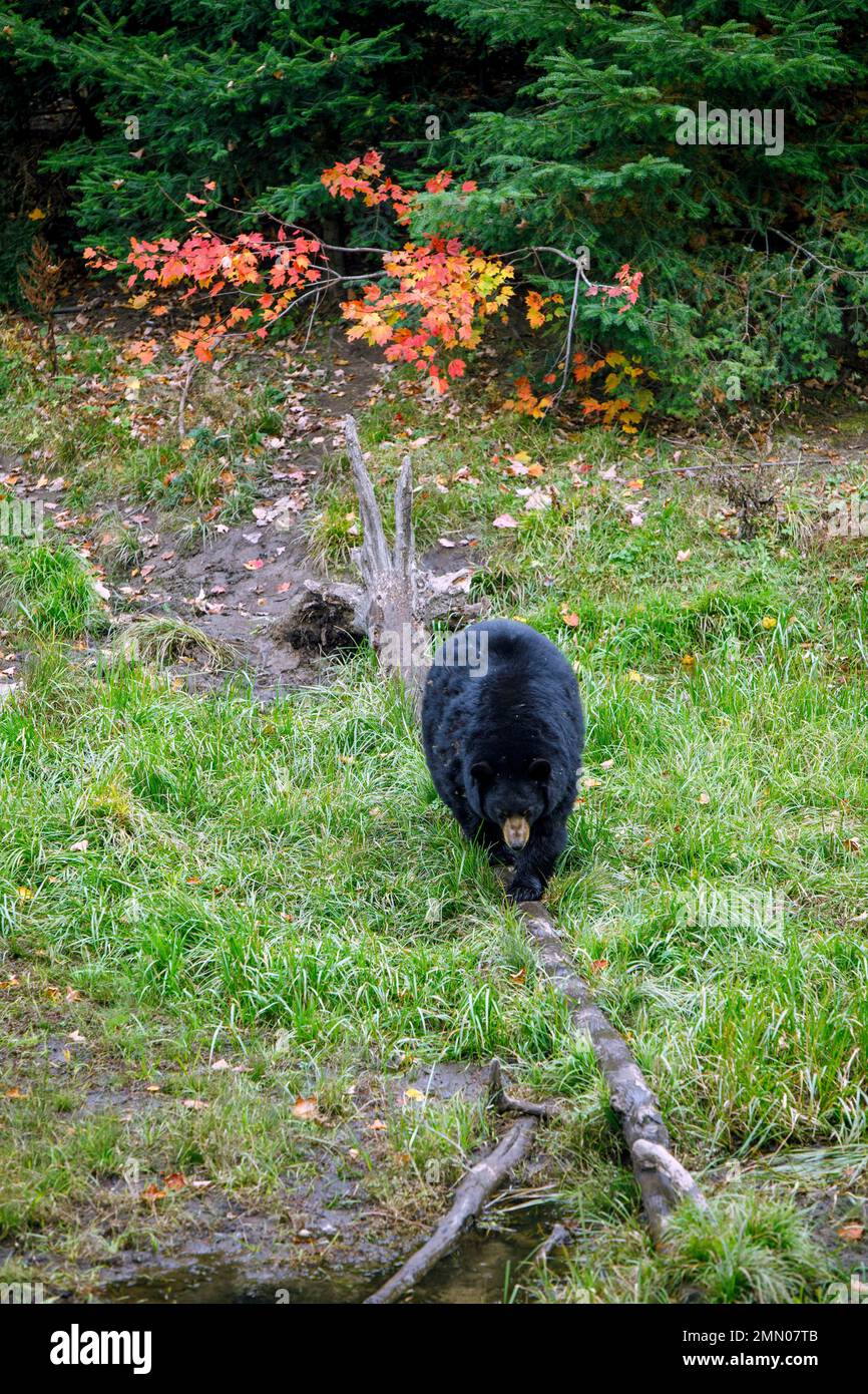 Omega park quebec hi-res stock photography and images - Alamy
