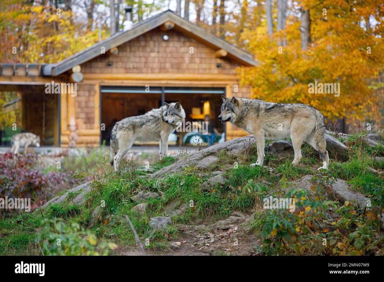 Montebello Quebec Wolf Cabin at Evelyn Mcelroy blog
