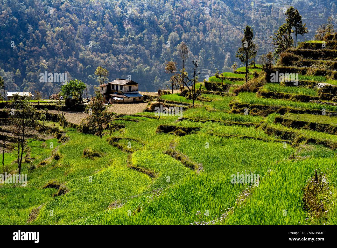 Nepal, Parbat district, Bajung, terraced wheat fields Stock Photo - Alamy