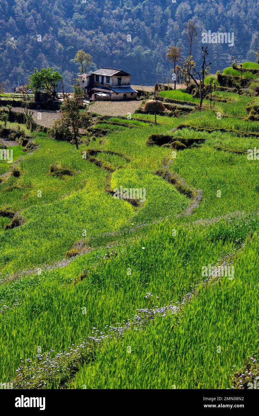 Nepal, Parbat district, Bajung, terraced wheat fields Stock Photo - Alamy