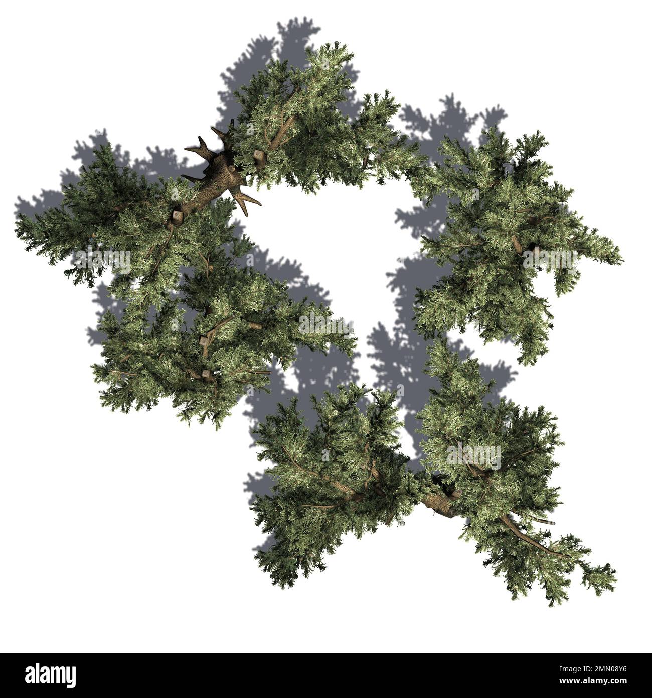 Cedar of Libanon trees with shadow isolated on white background - top ...