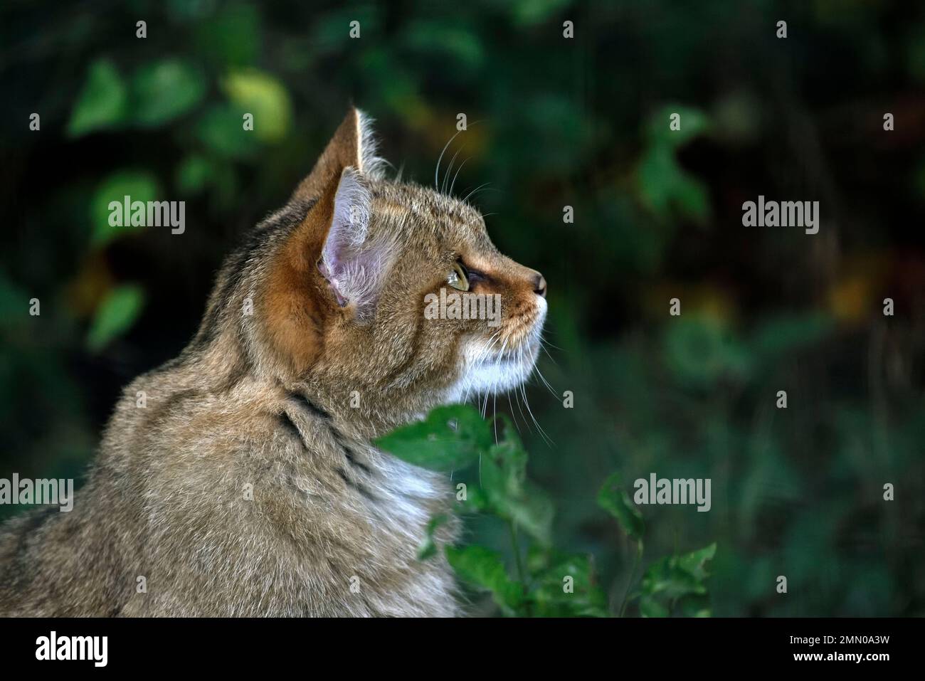 European wild cat france hi-res stock photography and images - Alamy