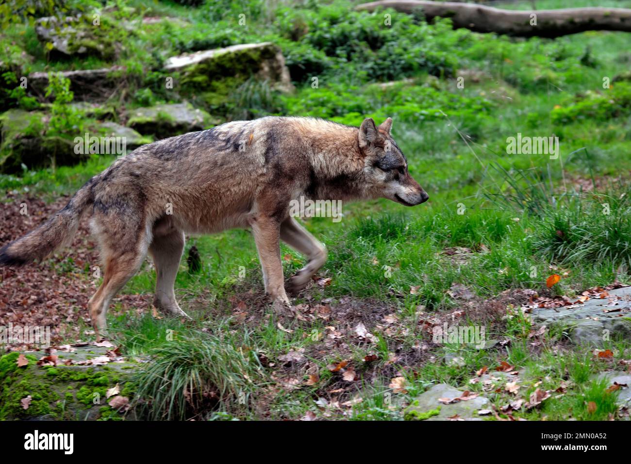 France, Moselle, Rhodes, animal park of Sainte Croix, Gray Wolf (Canis ...