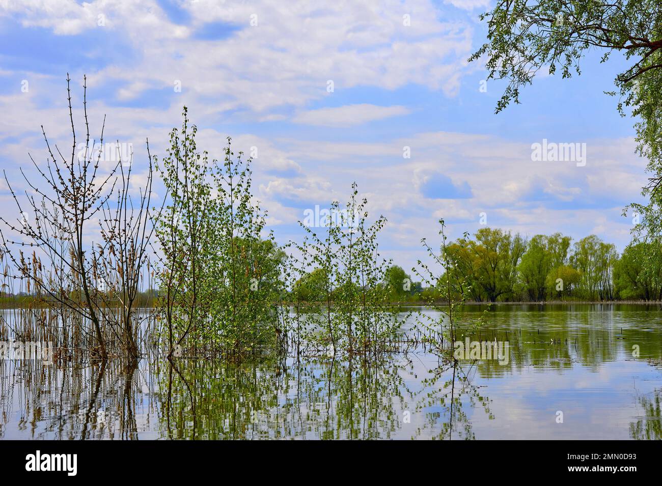 Spring flood. The overflowing river flooded green trees and bushes ...