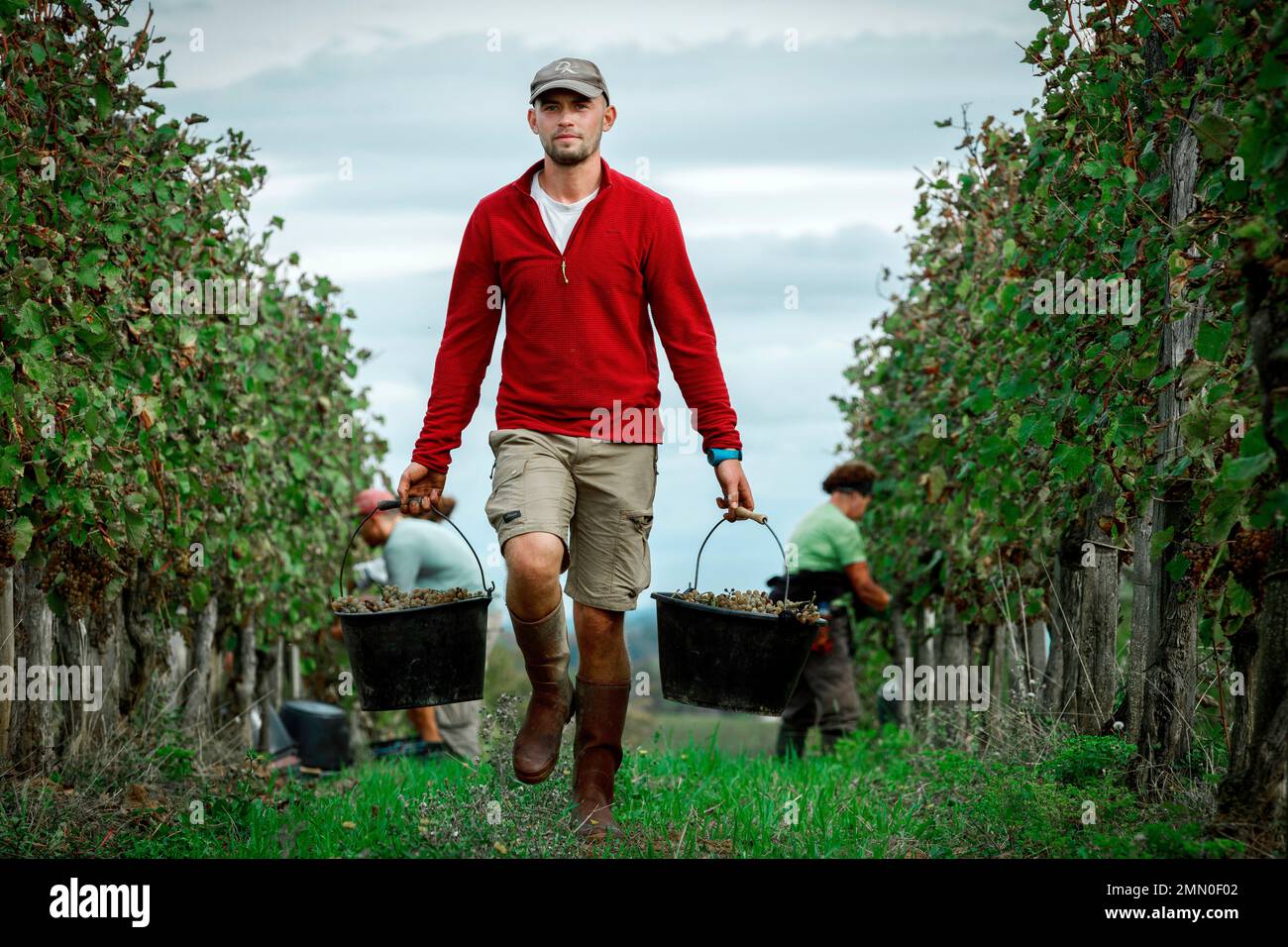 France, Pyrenees Atlantiques, Bearn, Jurançon, scene of grape harvest ...
