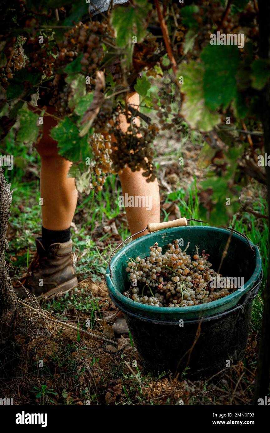 France, Pyrenees Atlantiques, Bearn, Jurançon, scene of grape harvest ...