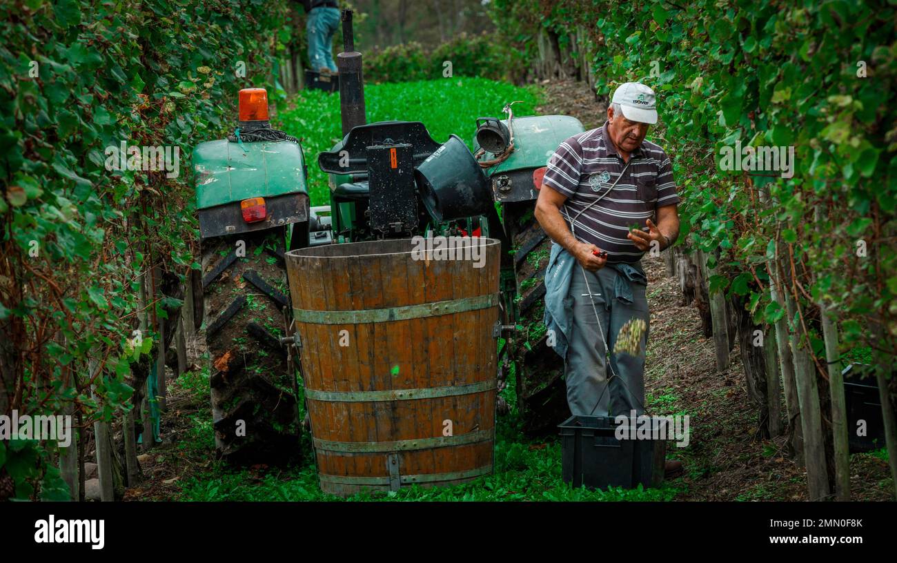 France, Pyrenees Atlantiques, Bearn, Jurançon, scene of grape harvest ...