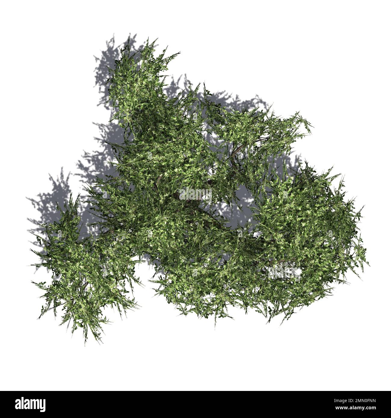 Acacia tree isolated on white background - top view - use for ...