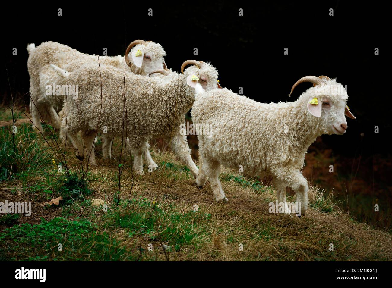 France, Pyrenees Atlantiques, Bearn, Lasseube, Mohair from Pyrenean ...
