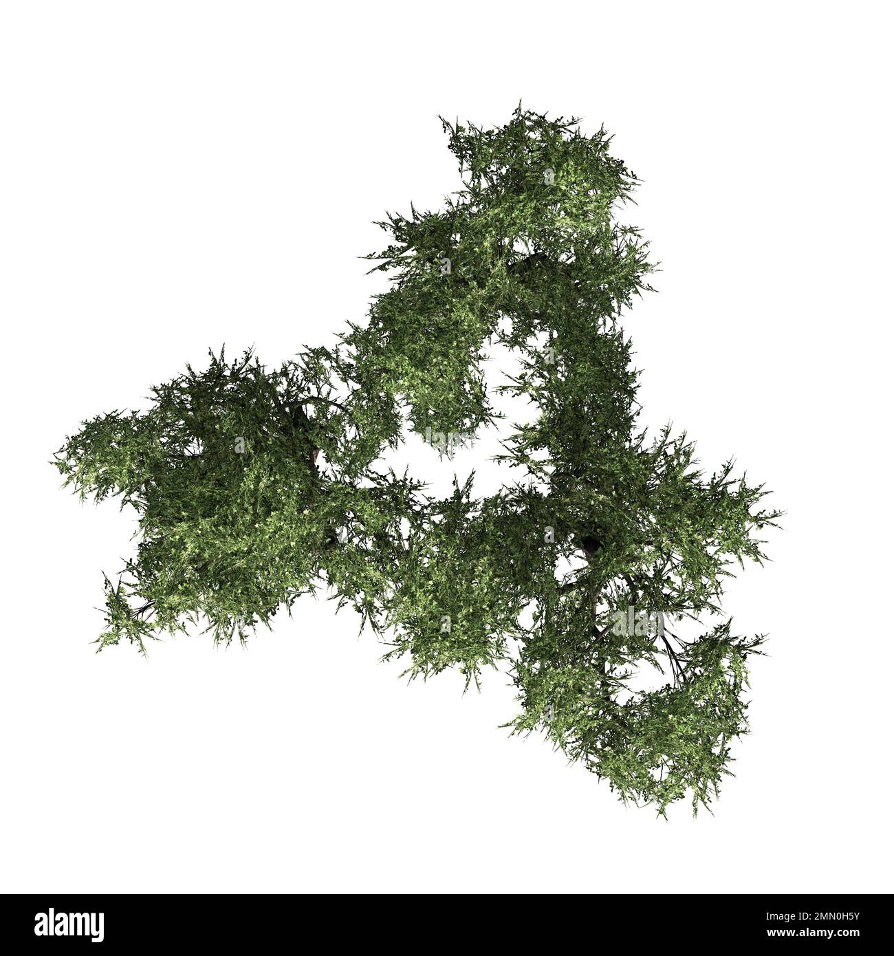 Acacia trees isolated on white background - top view - use for ...