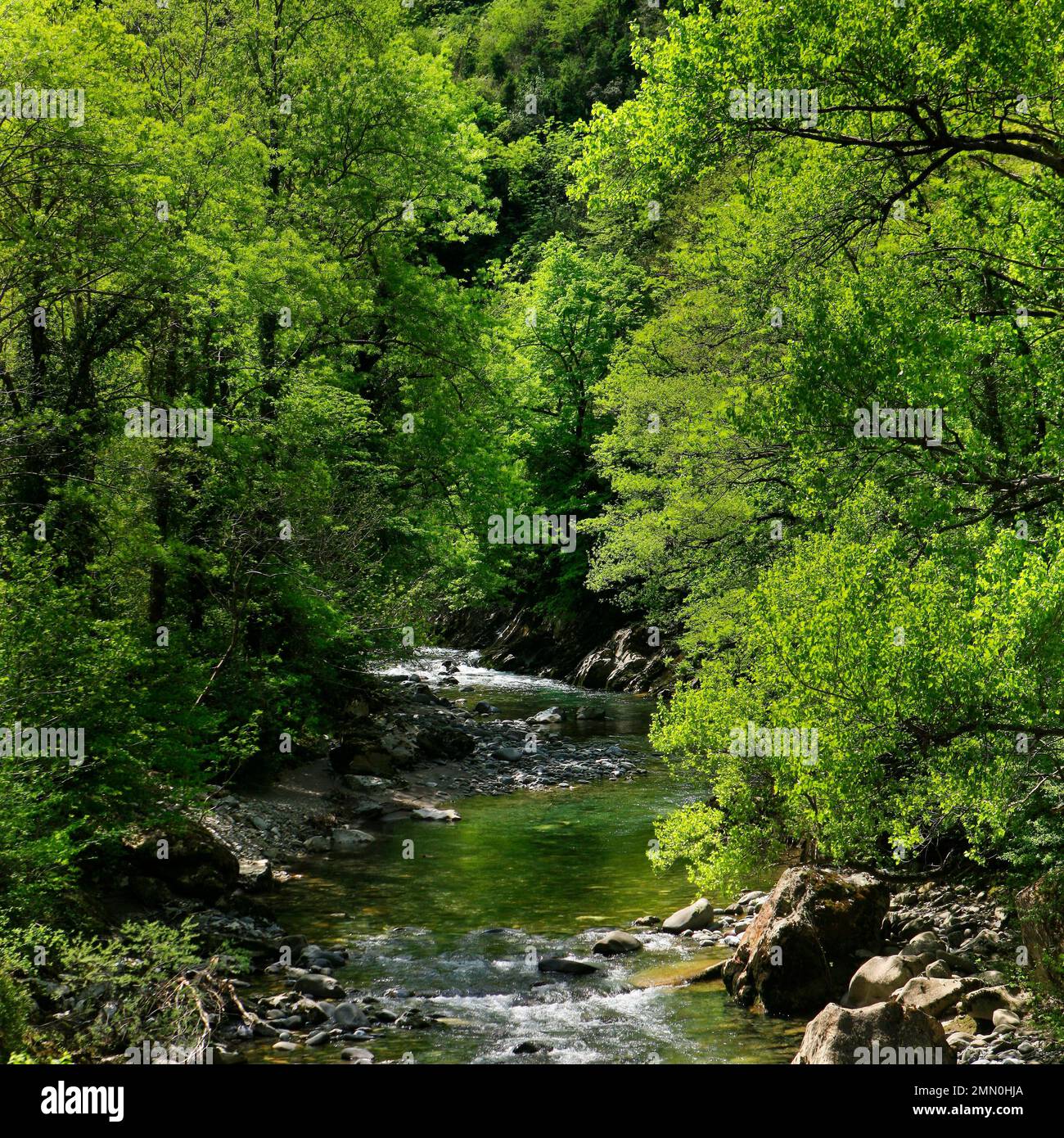 France, Pyrenees Atlantiques, Bearn, Bedous, river in summer in lush ...