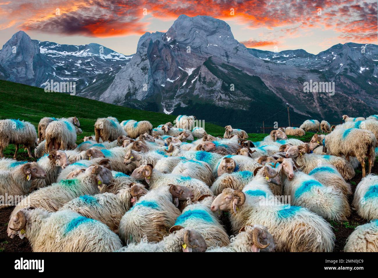 France, Pyrenees Atlantiques, Bearn, Beost, Col d'Aubisque, flock of ...