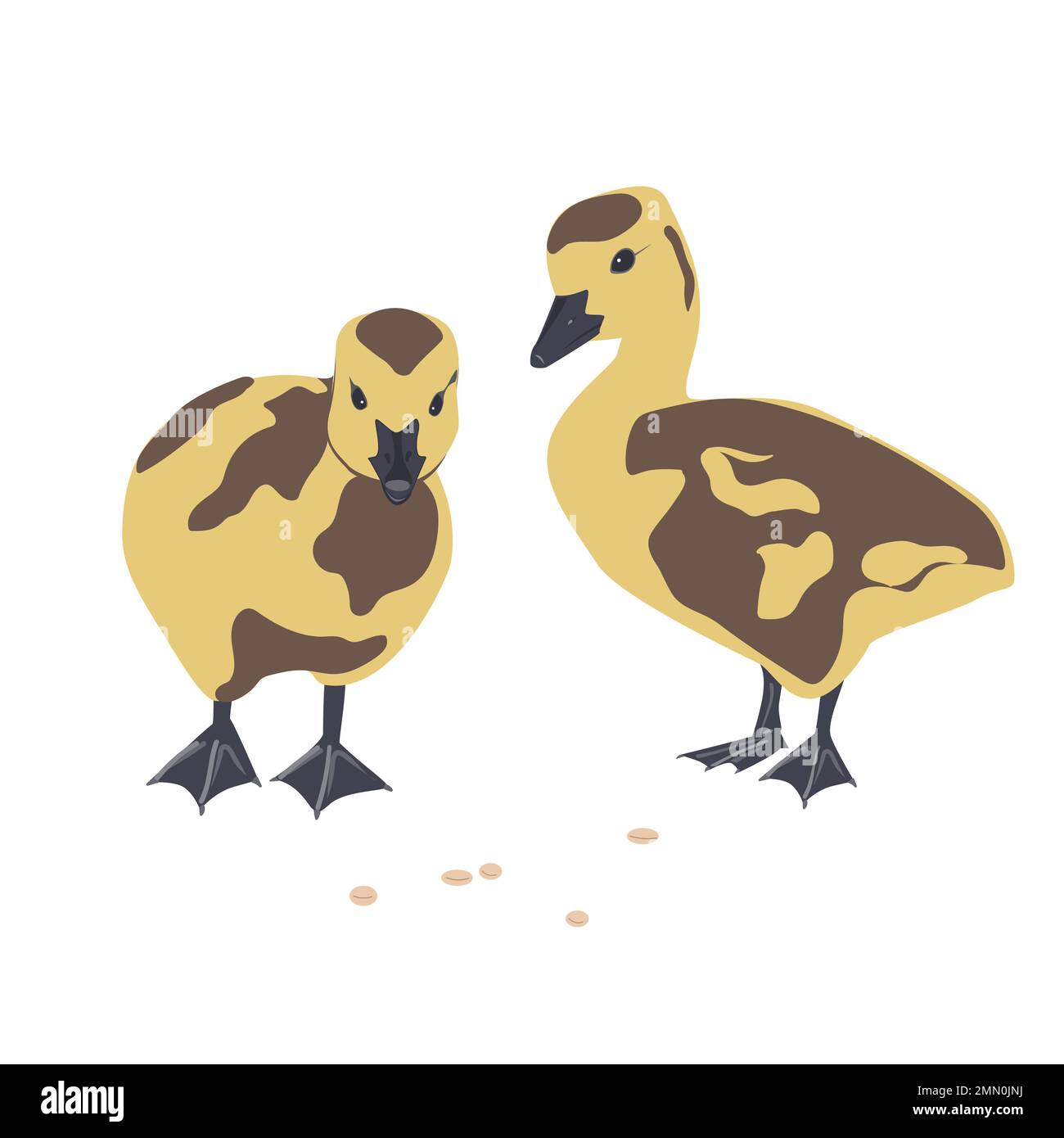 Two cute little newborn fluffy Canada gosling. Pair of goose babies ...