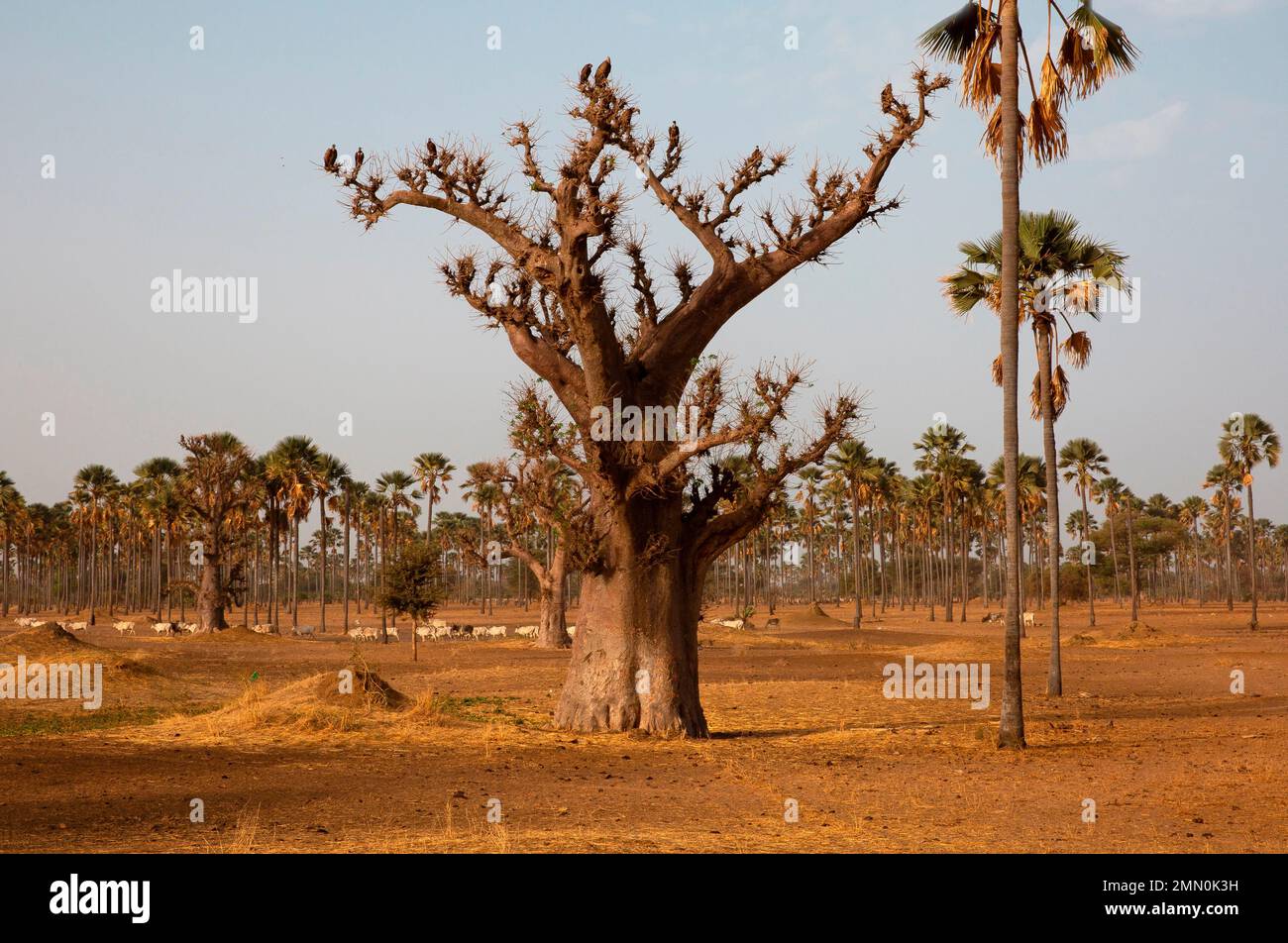 Senegal, Saloum delta listed as World Heritage by UNESCO, baobab tree ...