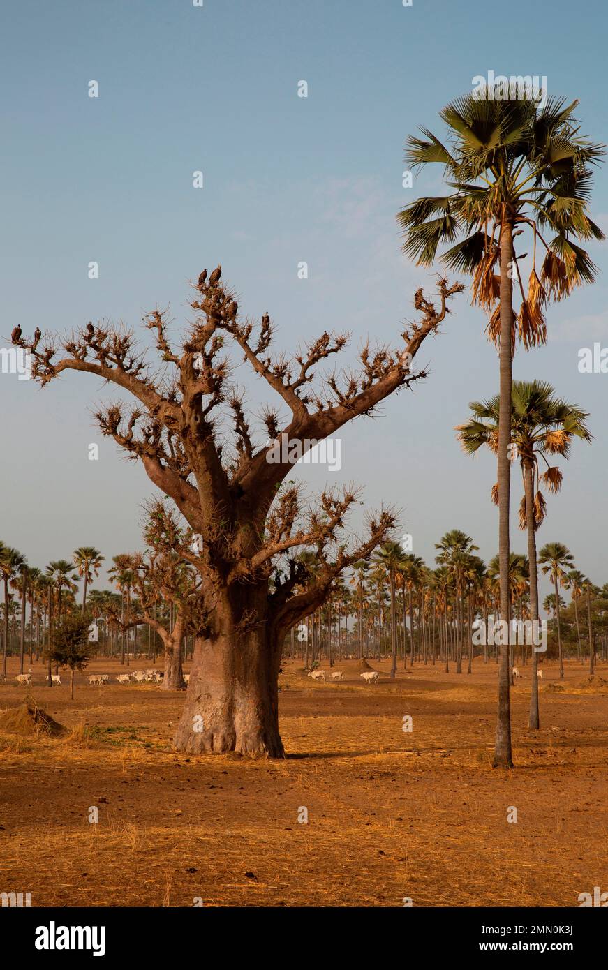 Senegal, Saloum delta listed as World Heritage by UNESCO, baobab tree ...