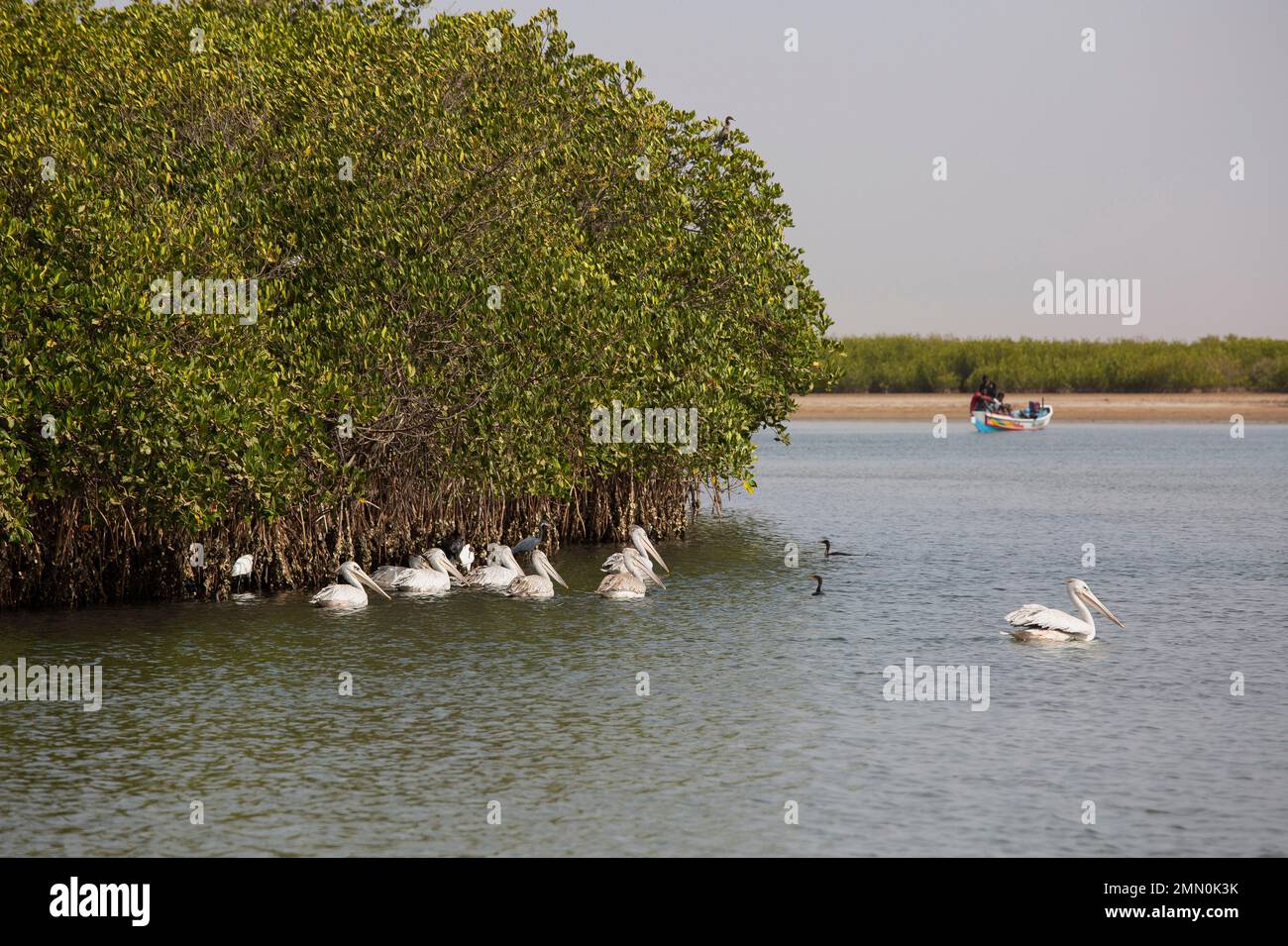 Senegal, Saloum delta listed as World Heritage by UNESCO, pelicans ...