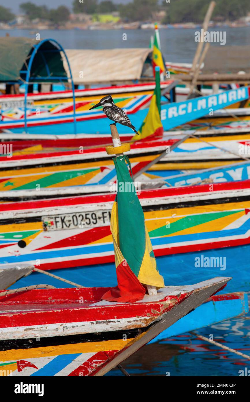 Senegal, Saloum delta listed as World Heritage by UNESCO, kingfisher ...