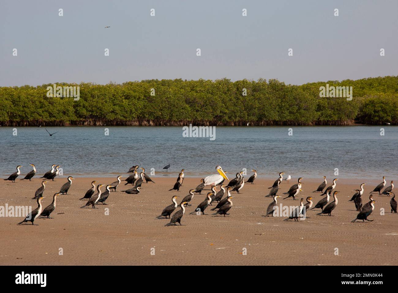 Senegal, Saloum delta listed as World Heritage by UNESCO, colony of ...