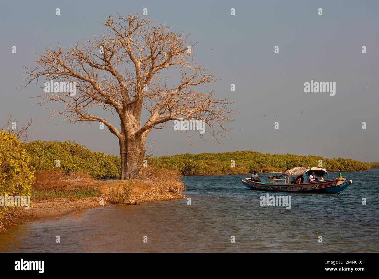 Senegal, Saloum delta listed as World Heritage by UNESCO, baobab tree ...