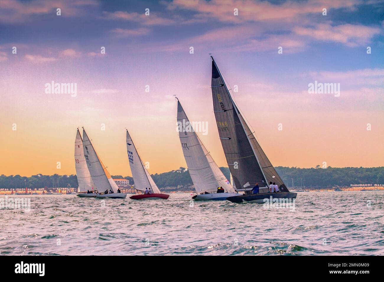 France, Vendée, Noirmoutier island, Noirmoutier en l'Ile, Bois de la ...